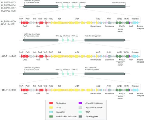 Schematic Representation Of Icehpahub5 Structure Containing Tetm Mega