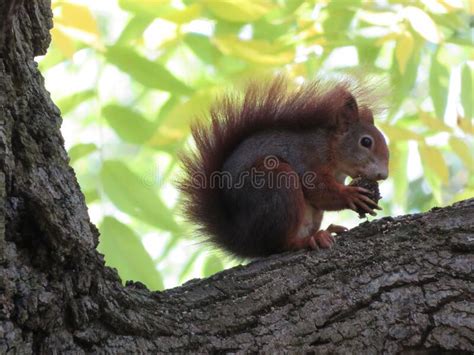 Squirrel Captured Eating Nuts On A Tree Stock Image Image Of Fauna