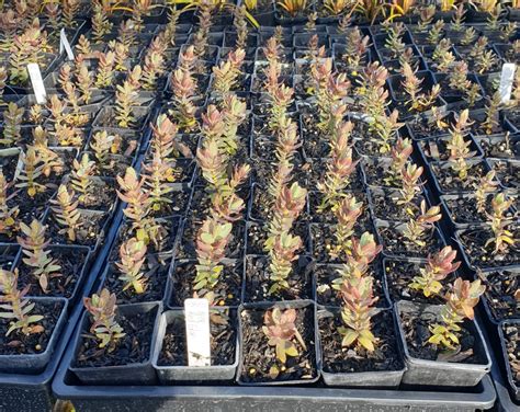 Hebe Red Edge X 42 Wholesale Grade Orari Nursery Online