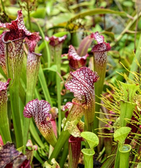 Singapore Pictures Carnivorous Pitcher Plants