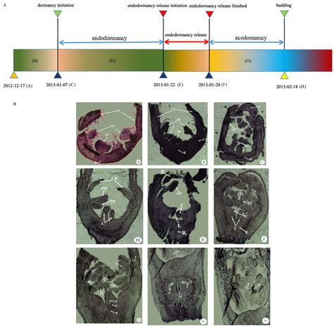Rnaseq Analysis Identifies Gene Expression Profile