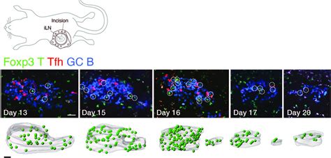 Our Projects The Laboratory Of Imunoregulation And Tcell Biology
