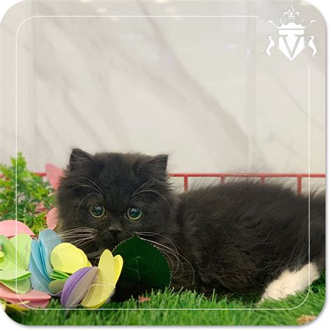 스코티쉬 스트레이 웰시코기 치와와 닥스훈트 고양이입양 요크셔테리어 토이푸들 유기견보호소 러시안블루 빅토리아펫 고양이분양 말티즈분양