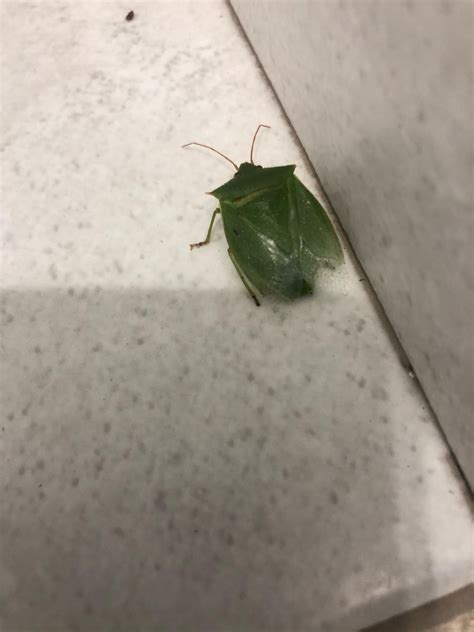 This Bug Just Bit Me And Its Bleeding Should I Be Worried R