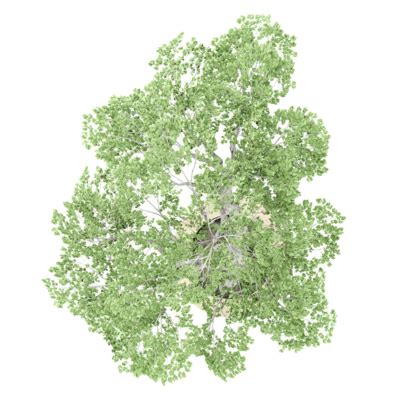 Tree Plan PNGs For Free Download Tree Plan PNGs For Free Download