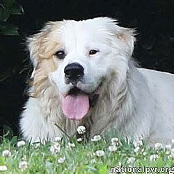 Beacon Ny Great Pyrenees Meet Stormy In Tn Affectionate Pocket