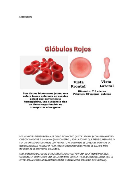 Eritrocito 2 Pdf Glóbulo Rojo Hemoglobina