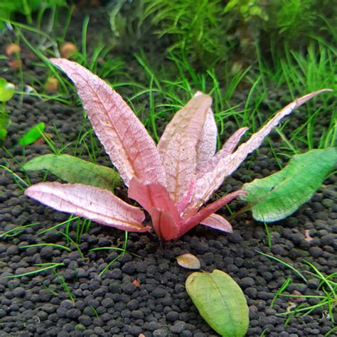 Low Light Plants Page 2 Aquarium Gallery