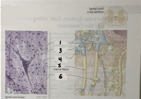 A P Lab Quiz Ex 14 15 16 Flashcards Quizlet