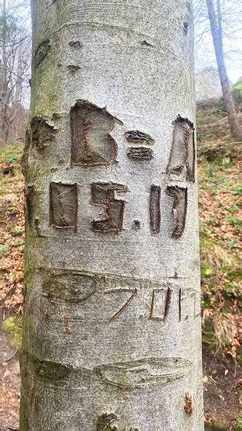 Premium Photo Initials And Numbers Carved On A Tree Trunk