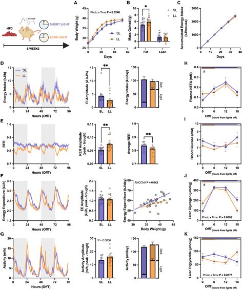 Seasonal Light Hours Modulate Peripheral Clocks And Energy Metabolism