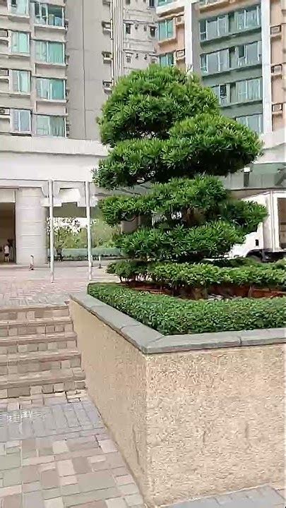 Dwarfts Plants Youtube