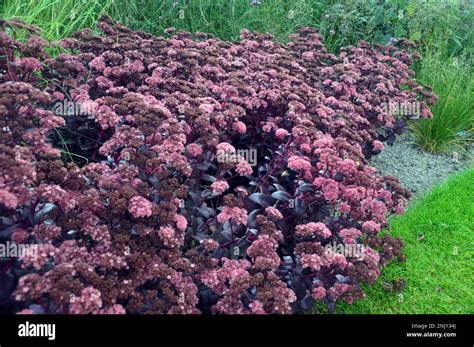 Bunches Of Sedum Hylotelephium Telephium Purple Emperor Stonecrop