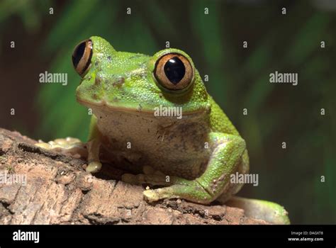 Big Eyed Frog Peacock Tree Frog Leptopelis Vermiculatus Portrait