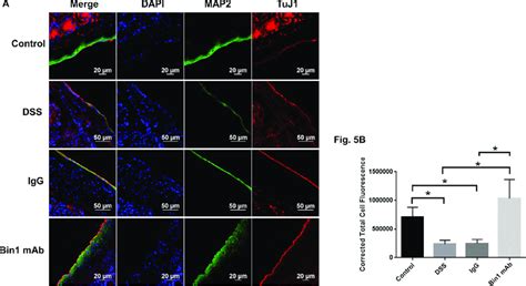Bin1 Mab Treatment Improved Map2 Expressing Enteric Neurons After Download Scientific Diagram