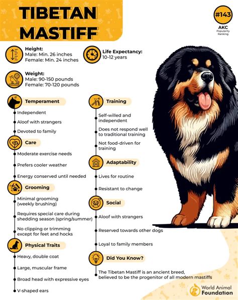 Saint Bernard Vs Tibetan Mastiff Which Gentle Giant Wins