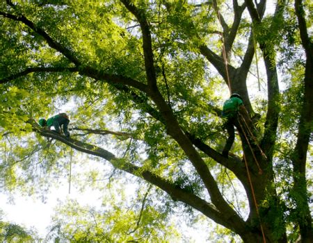 Silver Spring MD Tree Trimming Eds Tree Service