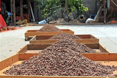 Cacao Harvesting Processing A Step By Step Explanation Perfect Daily Grind