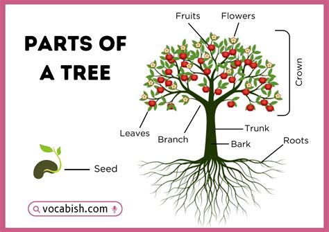 Parts Of A Tree And Their Functions With Diagram Vocabish
