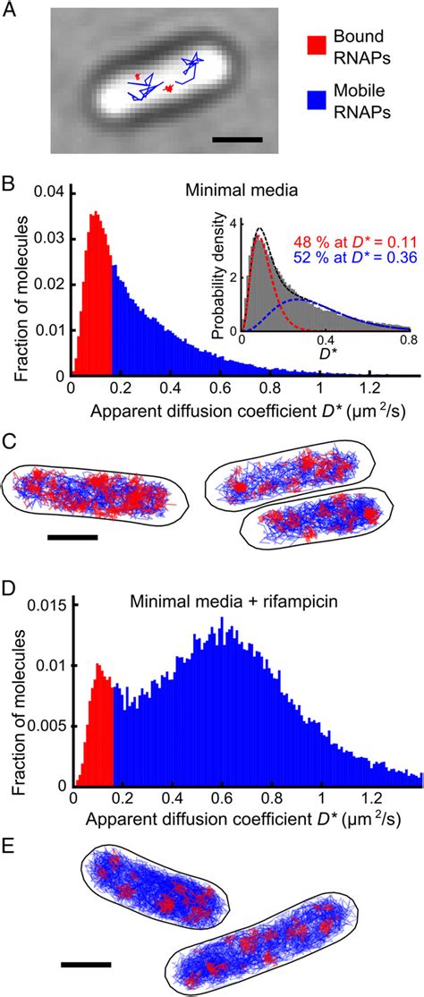 Single Molecule Tracking Allows Mobility Based Categorizing Of Download Scientific Diagram