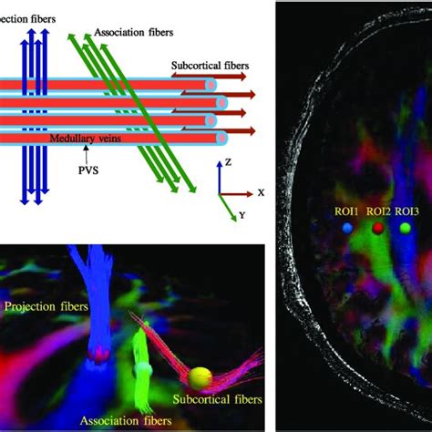 Illustration Of The Diffusion Tensor Image Analysis Along The Download Scientific Diagram