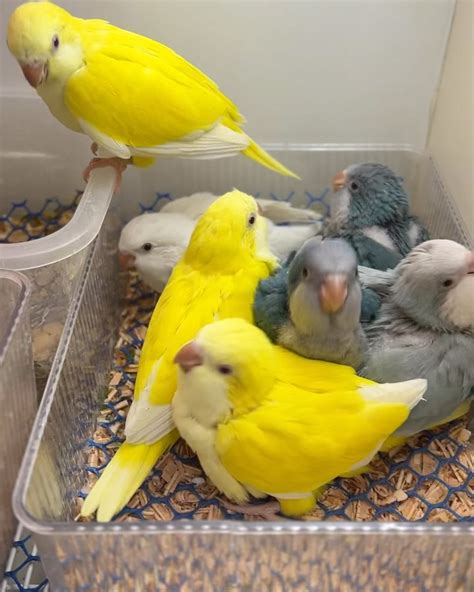 ‎پرورش کاسکو راهب کاکادو زوطوطی‎ ‎مهم ترین نکته برای نرم خور