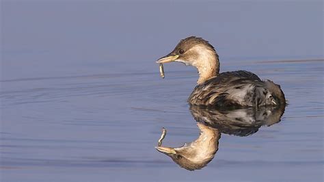 Защитени видове птици загинаха в бракониерски мрежи край Бургас Новинибг