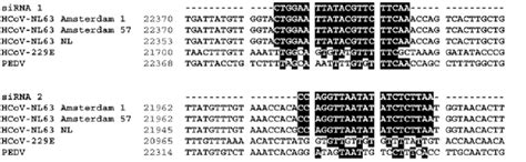 sequence alignment illustrating conservation and specificity of sirna