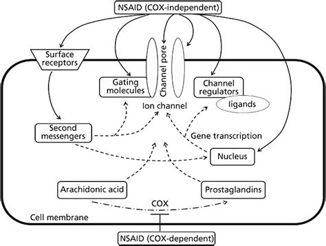 Cellular Actions Of Non Steroidal Anti Inflammatory Drugs Nsaids On