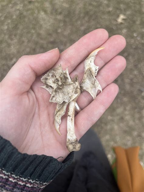 Id Small Bones In Maine Rbonecollecting
