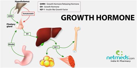 Growth Hormone Gh Krown Laboratory And Referral Center