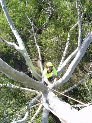 Customised Courses Tree Access Tree Risk TREETEC