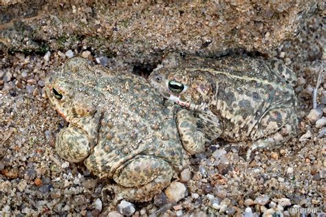 Natterjack Toad Photos Natterjack Toad Images Nature Wildlife Pictures NaturePhoto