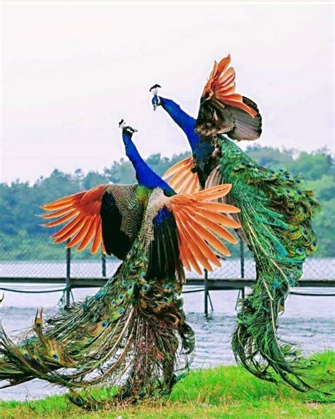 Peacocks Are Known For Their Iridescent Tails And Symbolizes New