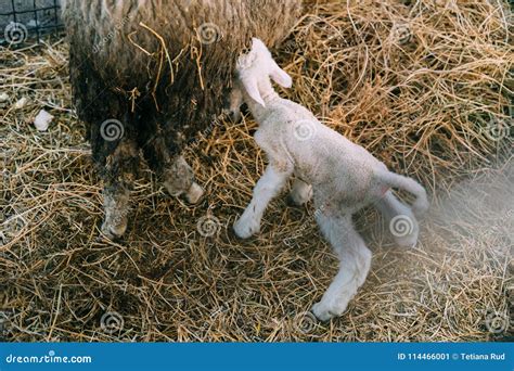 The Sheep Gave Birth To A Small Lamb Stock Image Image Of Beginning