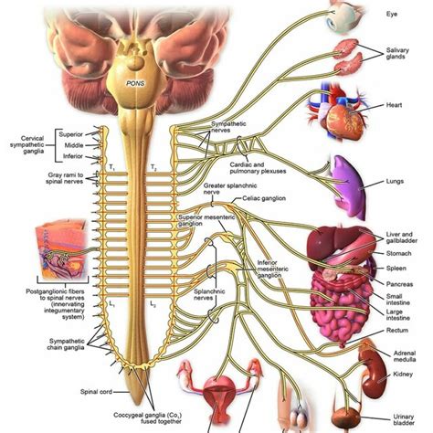 Pdf Electrodermal Activity Fundamental Principles Measurement And Application