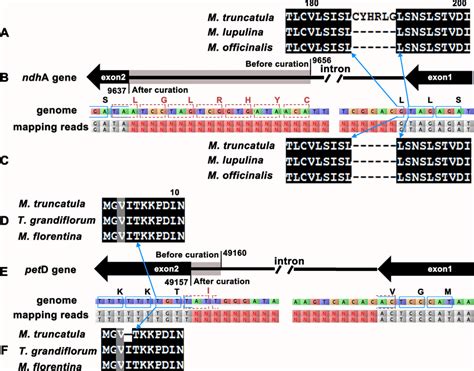 Examples For The Curation Of The Exon Intron Boundaries Of Genes Ndha Download Scientific