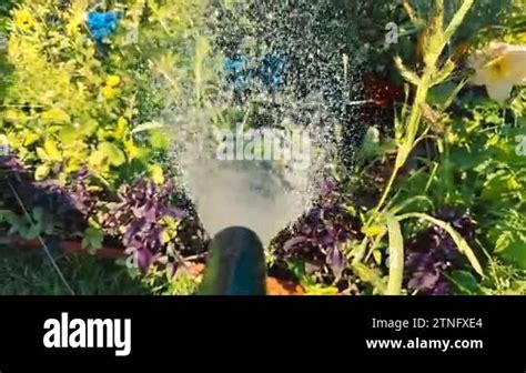 Tree Injection Stock Videos And Footage Hd And 4k Video Clips Alamy