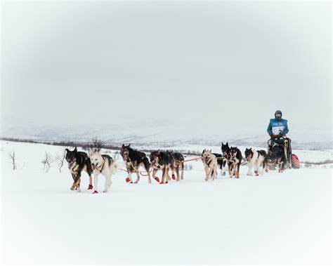 Ollii Vuosttažin Guovdageidnui Avvir