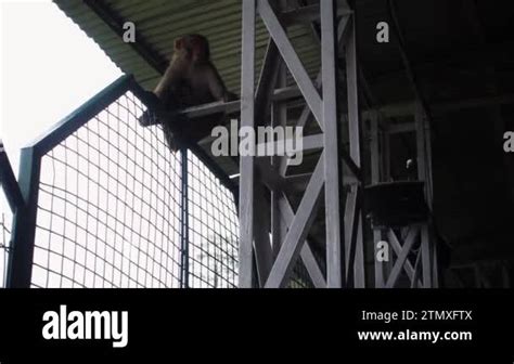 Monkey Population Stock Videos And Footage Hd And 4k Video Clips Alamy