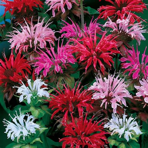 Park Seed Panorama Mix Bee Balm Seeds Ultra Colorful Fragrant Flowers