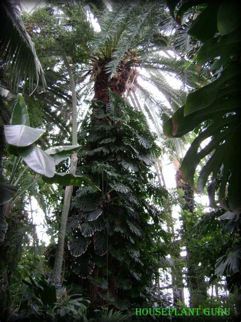 Monstera Deliciosa Climbing Palm House