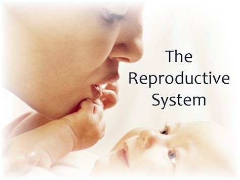 The Reproductive System Human Reproduction Through The First