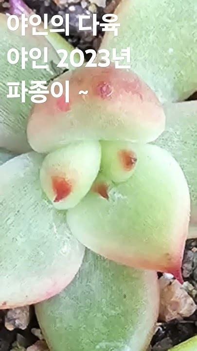 귀요미들 ~ 행복한 목요일 되세요 ~ 임영웅 파종이 실생 다육 다유기 다육이 다육식물 반려식물 다육판매 다육이판매 다육이키우기 다육인스타그램 매혹이