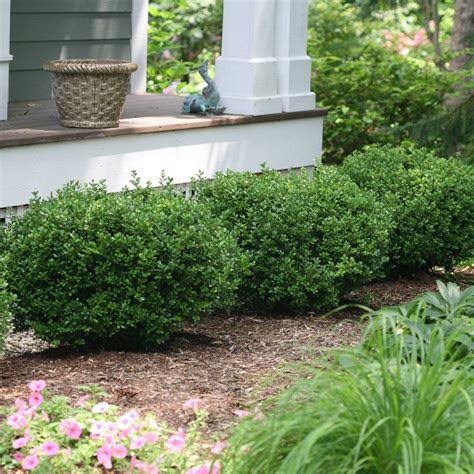 Deer Resistant Zone 5 Shrubs For Sale