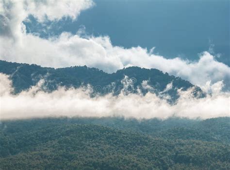 Tropical Forests Can Absorb Large Amounts Of Carbon Dioxide From The