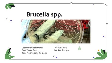 Brucella Spp Jasana Udocz