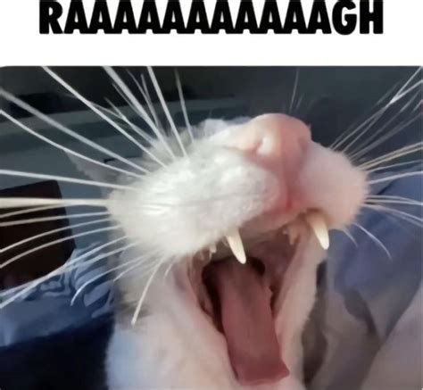 Rahhhhhhhhh Funny Cats Cat Memes Silly Cats