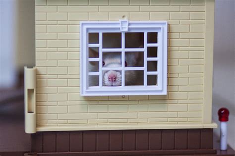 밀실 공포증 개념입니다 집에 마우스를 흰 쥐 2020년에 대한 스톡 사진 및 기타 이미지 2020년 갈고리 발톱 고독 부정적인 감정 표현 Istock