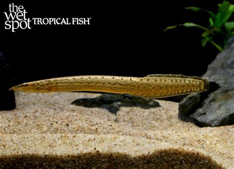 Macrognathus Circumcinctus Tropical Freshwater Fish For Sale Online